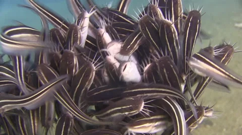 Cats Close Up Mating Stock Videos – Royalty-Free HD & 4K Videos