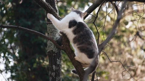 Clinging Kitty Stock Videos – Royalty-Free HD & 4K Videos | Pond5