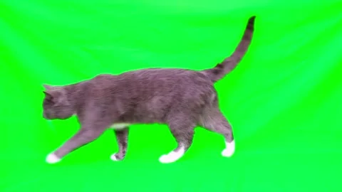 Cat Mockup Stock Videos – Royalty-Free HD & 4K Videos | Pond5