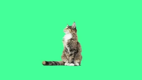 cat on a green screen | Stock Video | Pond5