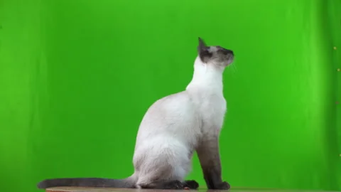 Cat on green screen. Green screen animal... | Stock Video | Pond5