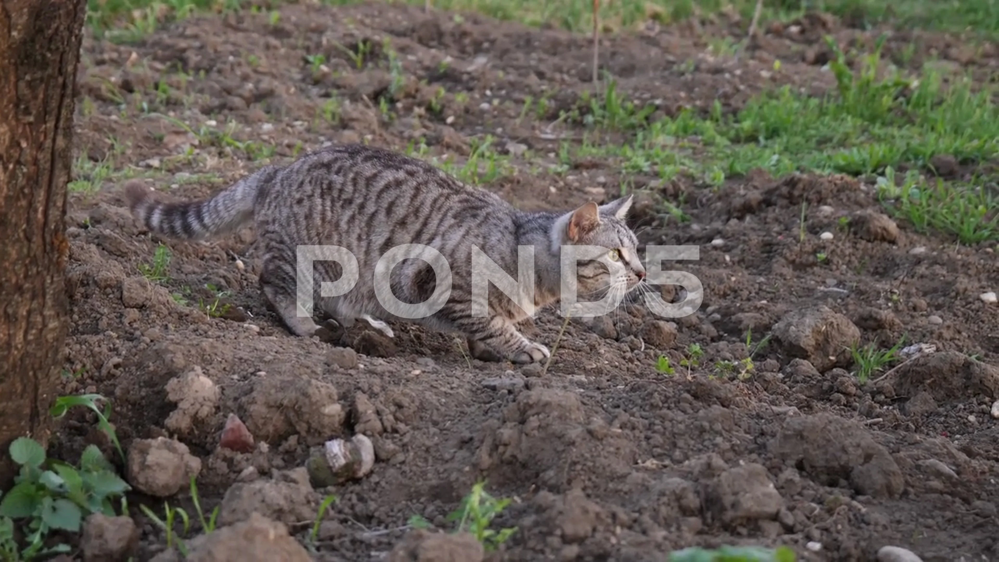 Gray Cat Hunting