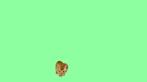 cat jumping on a green screen | Stock Video | Pond5