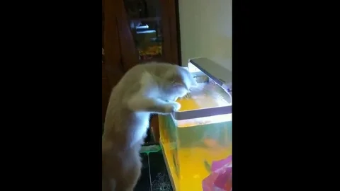 Aquarium Fish Stock Video Footage | Royalty Free Aquarium Fish Videos ...