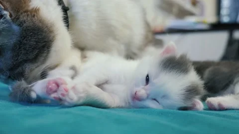 cat kissing her kitten with love. cat li... | Stock Video | Pond5