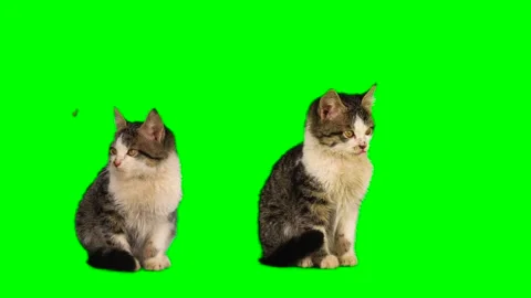 Cat Green Background Stock Video Footage | Royalty Free Cat Green ...