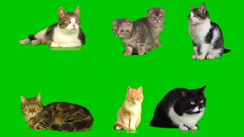 cat kitten on green background screen se... | Stock Video | Pond5