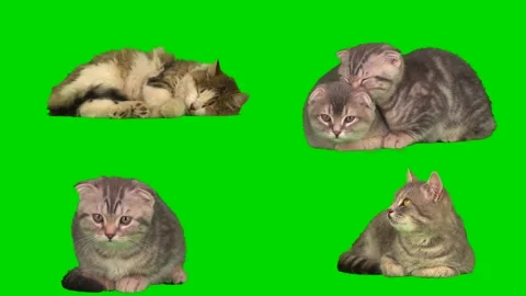 cat kitten on green background screen se... | Stock Video | Pond5