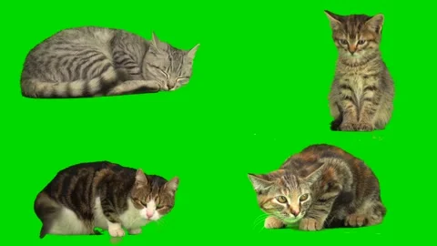 cat kitten on green background screen se... | Stock Video | Pond5