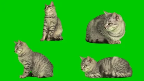 cat kitten on green background screen se... | Stock Video | Pond5