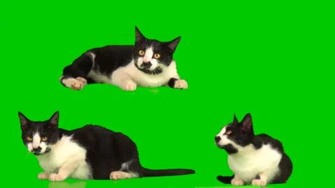 cat kitten on green background screen se... | Stock Video | Pond5