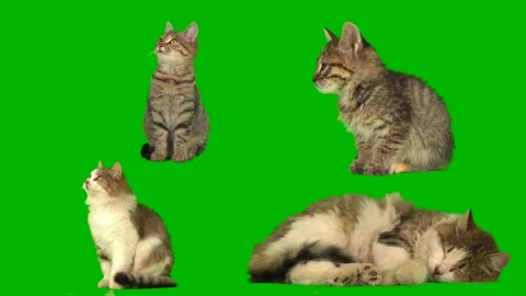 cat kitten on green background screen se... | Stock Video | Pond5