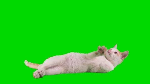 cat kitty green background screen | Stock Video | Pond5