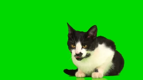 cat kitty green background screen | Stock Video | Pond5