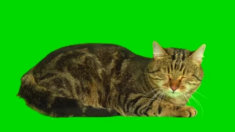 cat kitty green background screen | Stock Video | Pond5