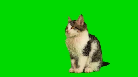 cat kitty green background screen | Stock Video | Pond5