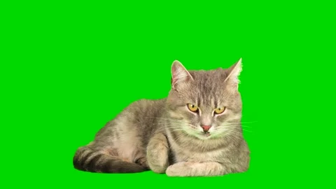 cat kitty green background screen | Stock Video | Pond5