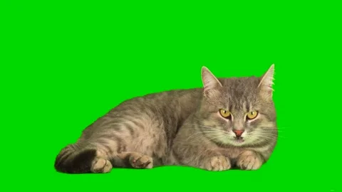 cat kitty green background screen | Stock Video | Pond5