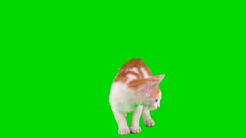 cat kitty green background screen | Stock Video | Pond5