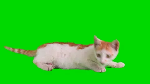 cat kitty green background screen | Stock Video | Pond5