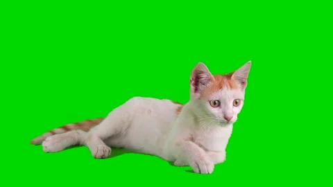 cat kitty green background screen | Stock Video | Pond5