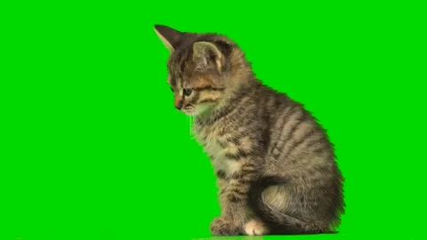 cat kitty green background screen | Stock Video | Pond5