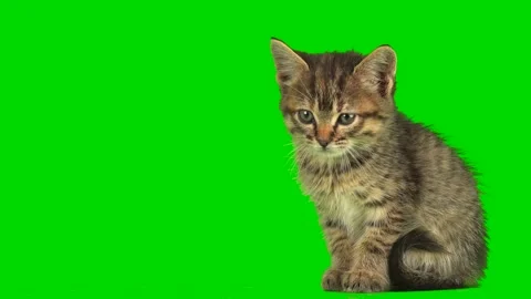 cat kitty green background screen | Stock Video | Pond5