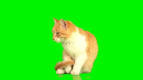cat kitty green background screen | Stock Video | Pond5