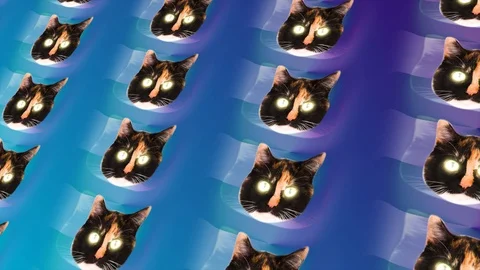 Happy Cat Gif Stock Videos – Royalty-Free HD & 4K Videos | Pond5