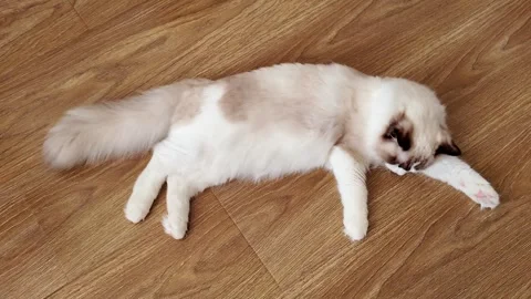 The cat is lashing its tail while lying ... | Stock Video | Pond5