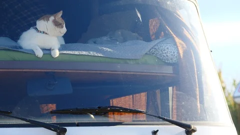 Cat laying on bed in rv camper car | Stock Video | Pond5