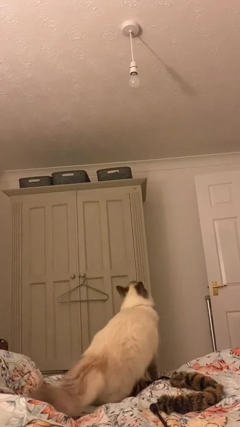 Cat Leaps to Bat at Light Bulb, Worceste... | Stock Video | Pond5