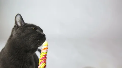 Cat licking a lollipop (sweet tooth). Fu... | Stock Video | Pond5