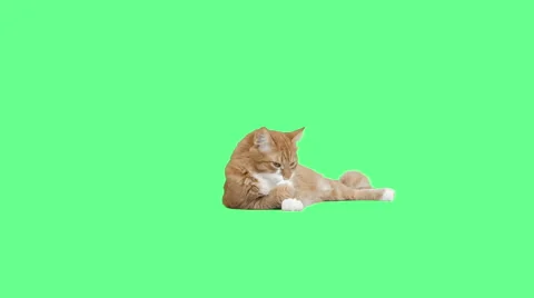 cat licking paw on green screen | Stock Video | Pond5