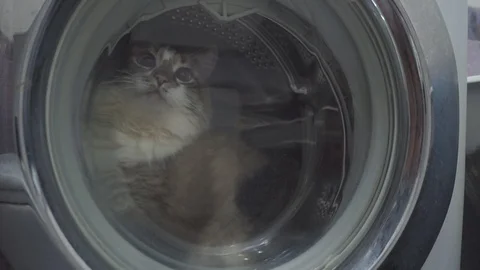 cat locked inside the washing machine | Stock Video | Pond5