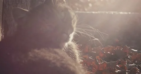 Cat look at camera lay down in autumn le... | Stock Video | Pond5