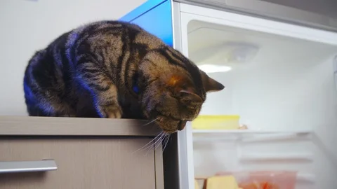 Cat look inside the fridge 4K | Stock Video | Pond5