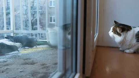 Cat looking out the window at the birds,... | Stock Video | Pond5