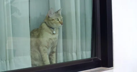 The cat is looking outside the glass.A c... | Stock Video | Pond5