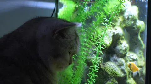 Cat is looking at tetra fish in aquarium... | Stock Video | Pond5