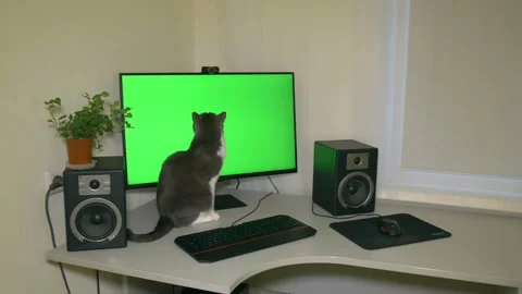 Cat looks at the green screen of compute... | Stock Video | Pond5