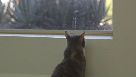 cat looks out window and turns around an... | Stock Video | Pond5
