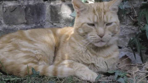 Curls Lying Down Stock Videos – Royalty-Free HD & 4K Videos | Pond5