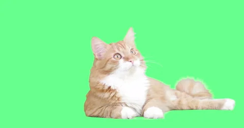Green Screen Cat Meow Stock Video Footage | Royalty Free Green Screen ...