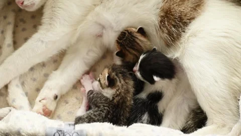 Cat mother and her cubbies, animals them... | Stock Video | Pond5