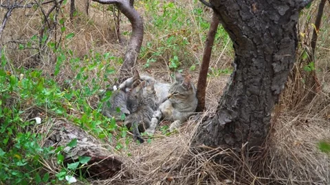 Cat mother breastfeeding her offspring | Stock Video | Pond5