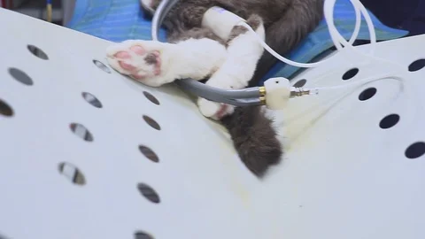 Cat Operating Stock Video Footage | Royalty Free Cat Operating Videos ...