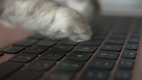 Cat Typing Stock Footage ~ Royalty Free Stock Videos | Pond5