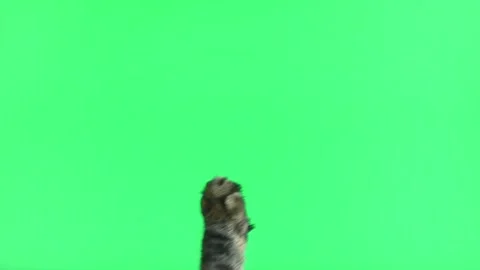 Cat Green Screen Paw Stock Videos – Royalty-Free HD & 4K Videos