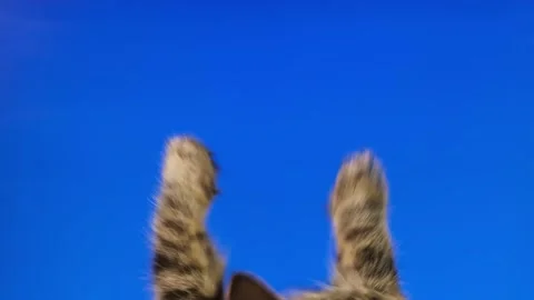 Cat paw touching, clicking, tapping and ... | Stock Video | Pond5